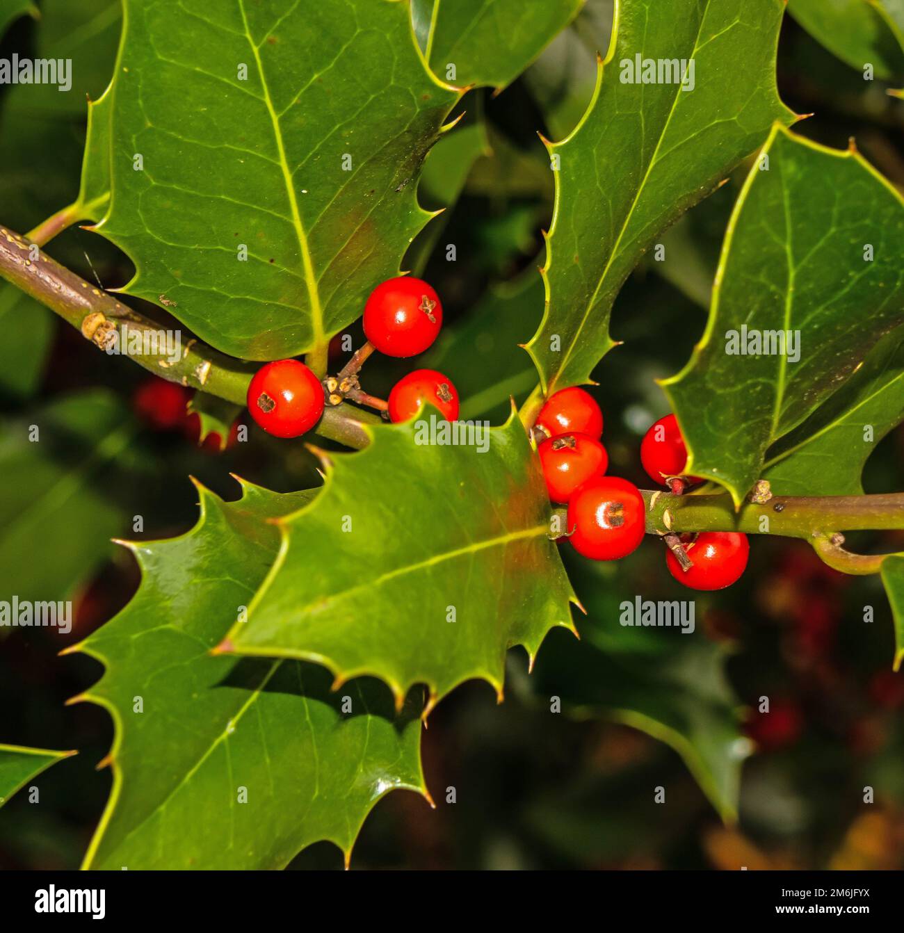 European holly 'llex apuifolium L.' Stock Photo - Alamy