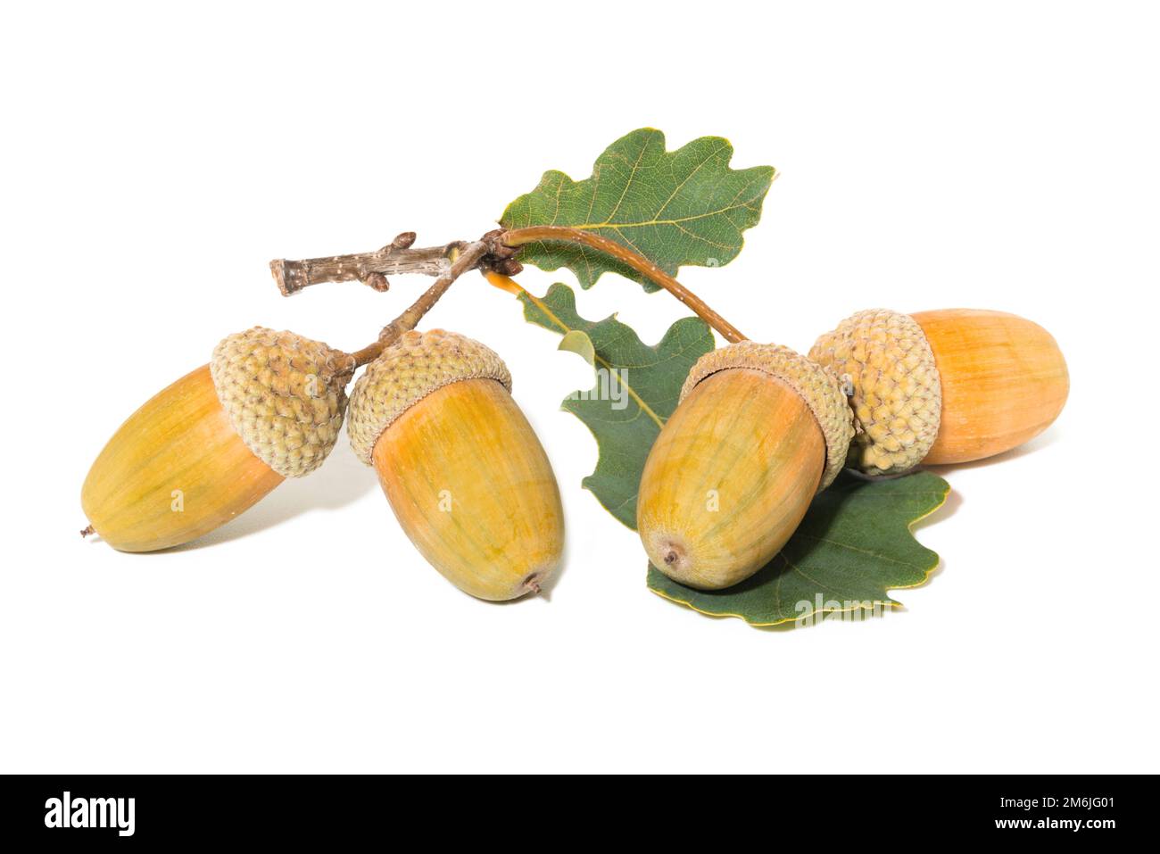 Big yellow acorns on leaves white background Stock Photo - Alamy