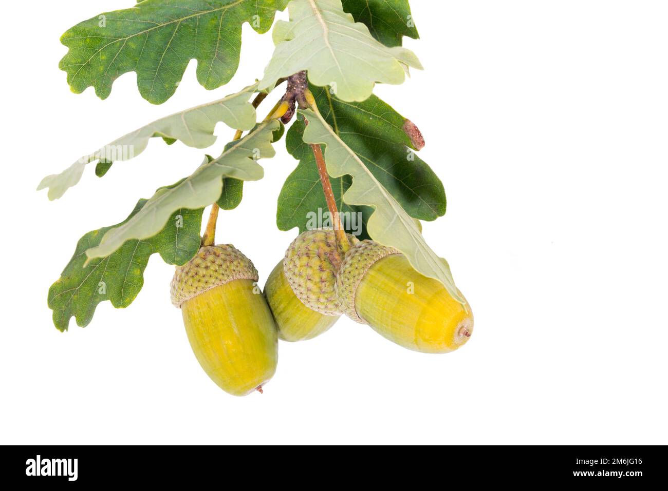 Big yellow acorns on a branch, white background Stock Photo - Alamy