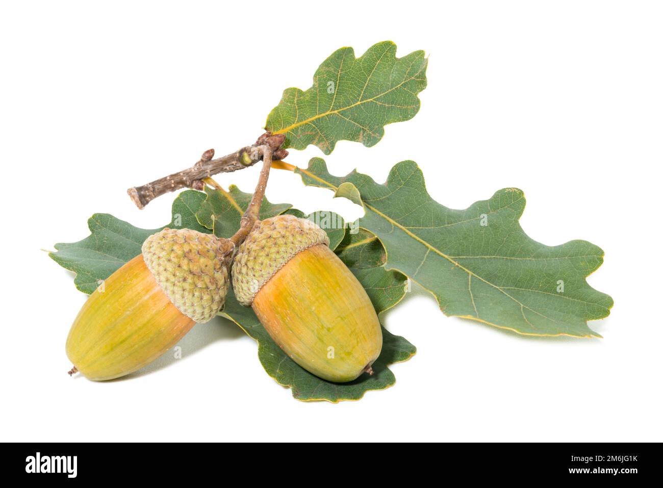Big yellow acorns on leaves white background Stock Photo - Alamy