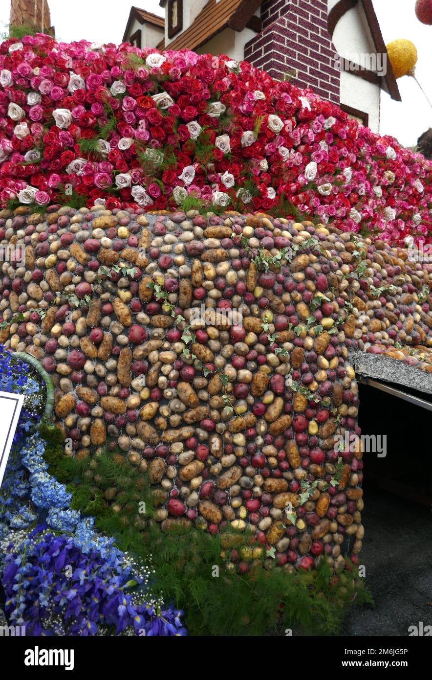 Pasadena, California, USA 3rd January 2023 Potatoes and Flowers on Rose ...