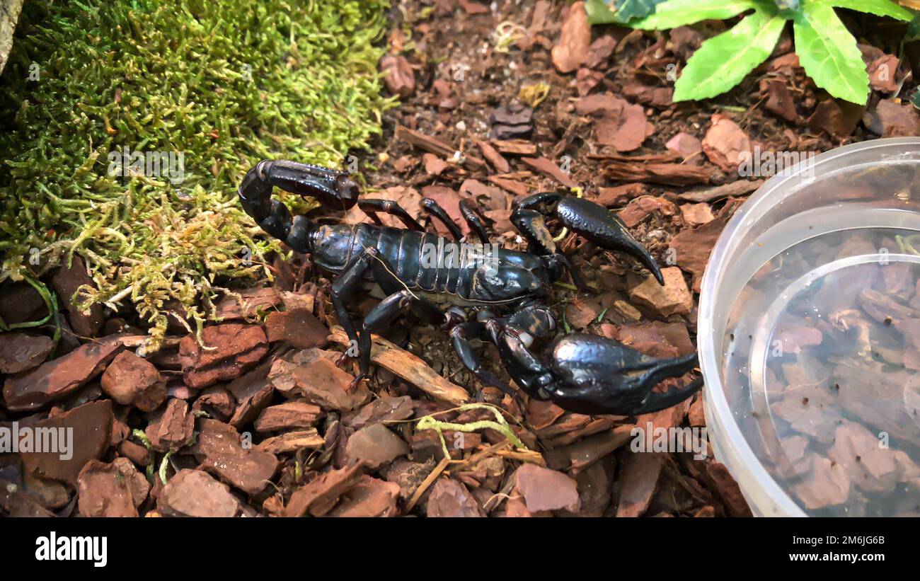Emperor Scorpion Habitat Setup