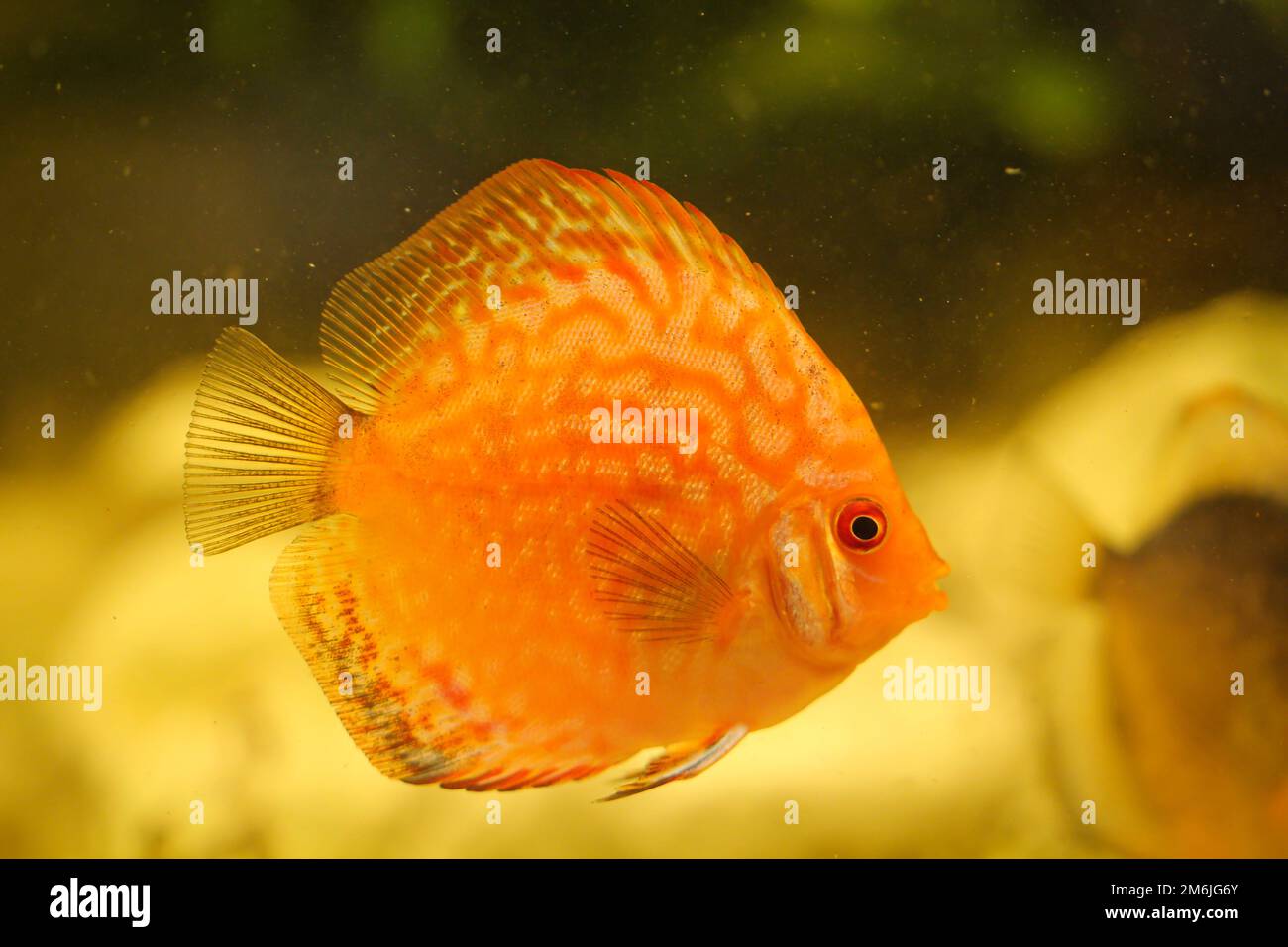 Portrait of a beautiful colored discus discus cichlid in a blackwater ...
