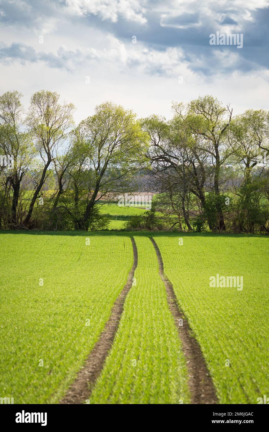 Green agricultural field in spring with tyre tracks and dramatic clouds ...