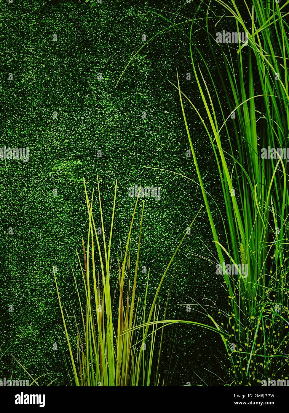 Green wall in the garden as natural background, fresh leaves and ...