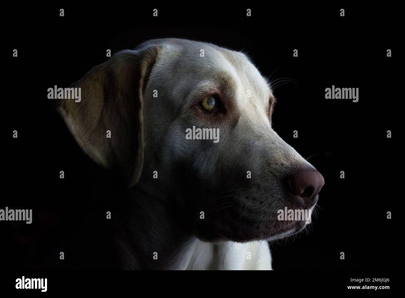 Yellow Labrador Retriever Stock Photo - Alamy