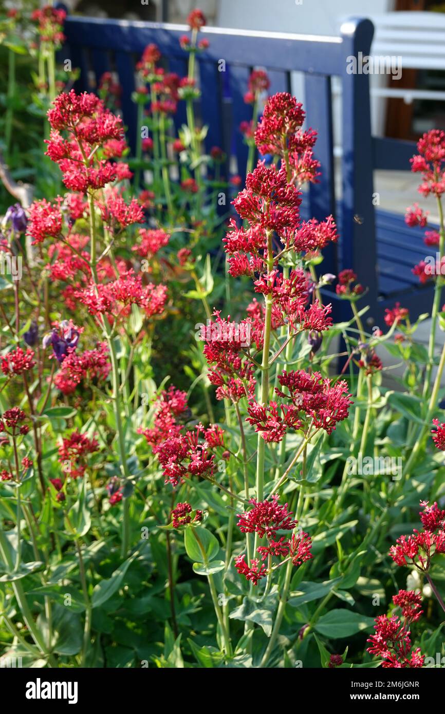 Red spurge - Centranthus ruber, flowering plant in the natural garden ...