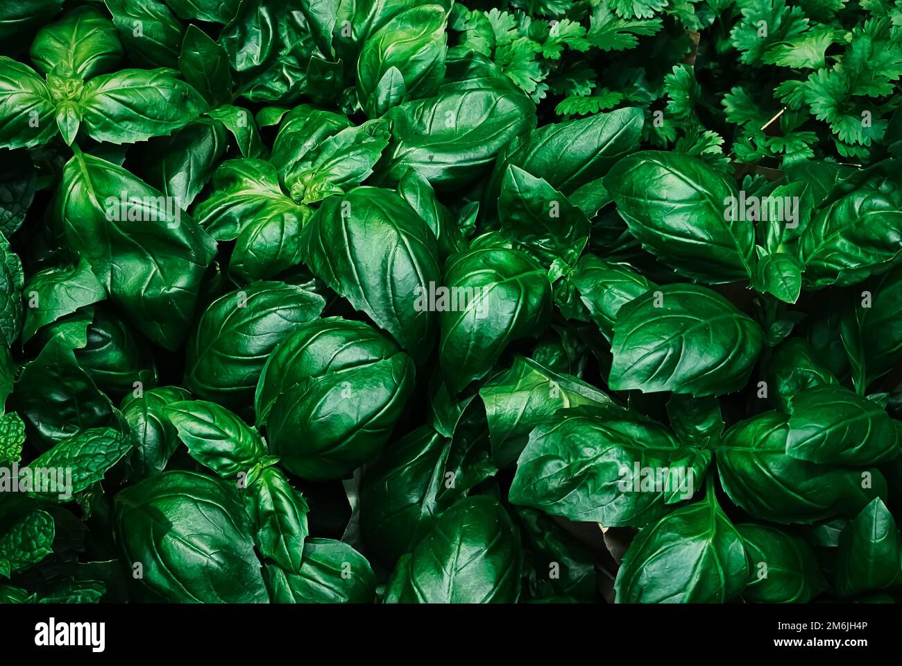 Greens and herbs as healthy organic food background, fresh vegetable at ...