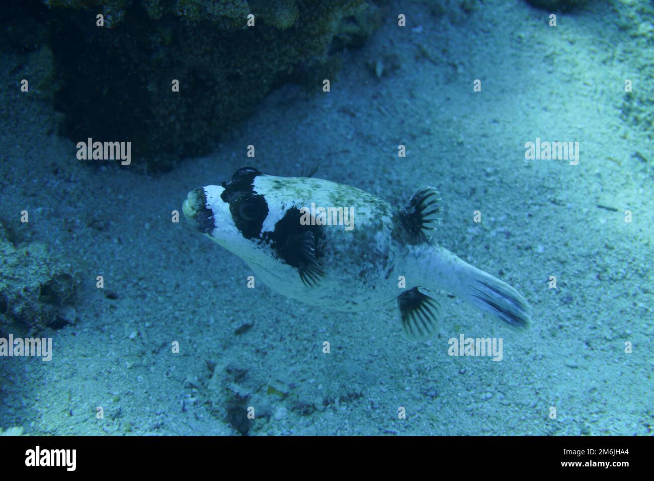 a masked pufferfish hanging up at the reef Stock Photo - Alamy