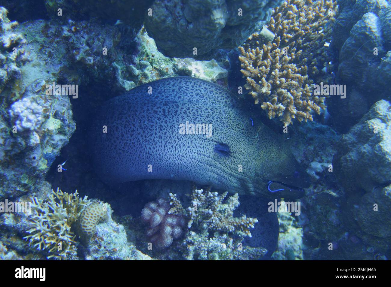 Four line wrasse hi-res stock photography and images - Alamy