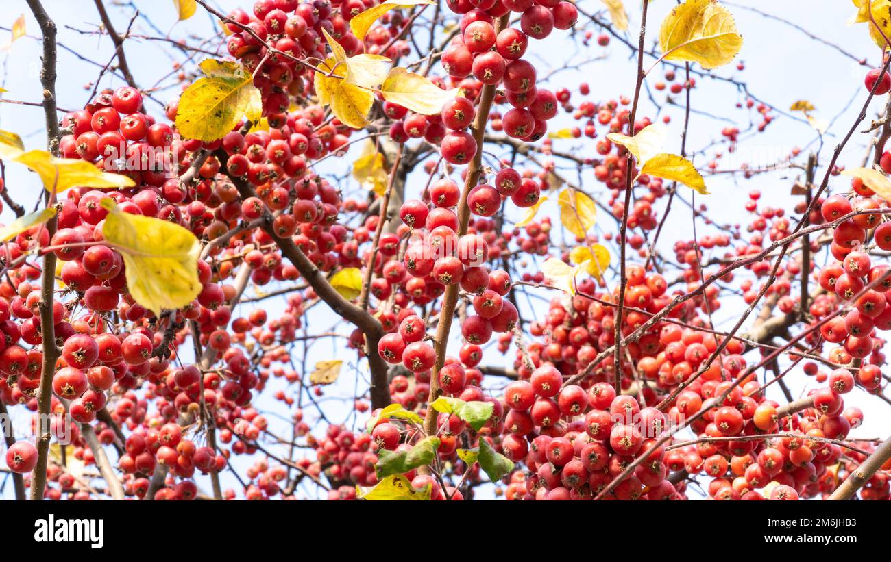 Chinese apple hi-res stock photography and images - Alamy