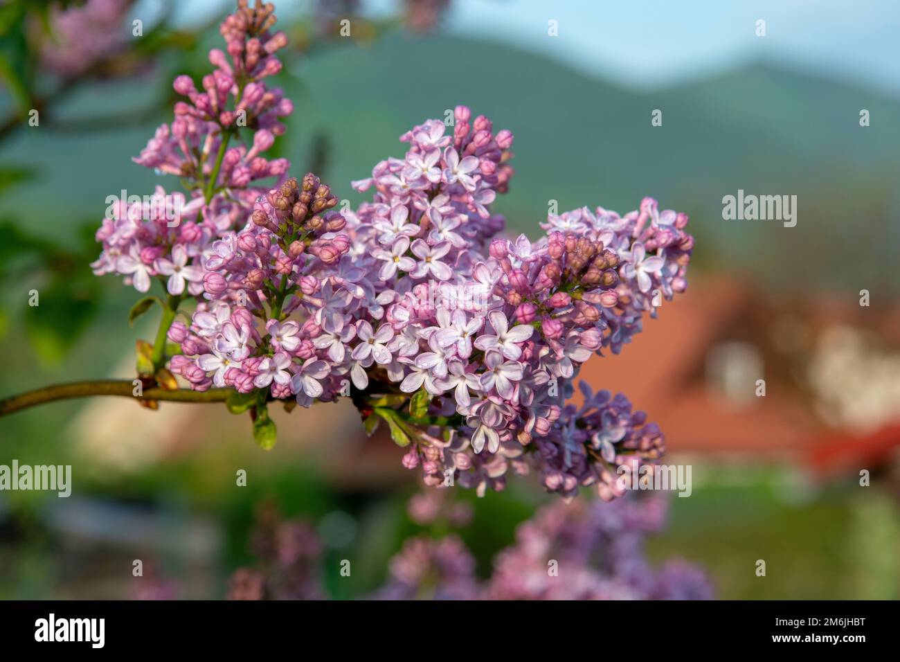 Common purple lilac syringa vulgaris hi-res stock photography and ...