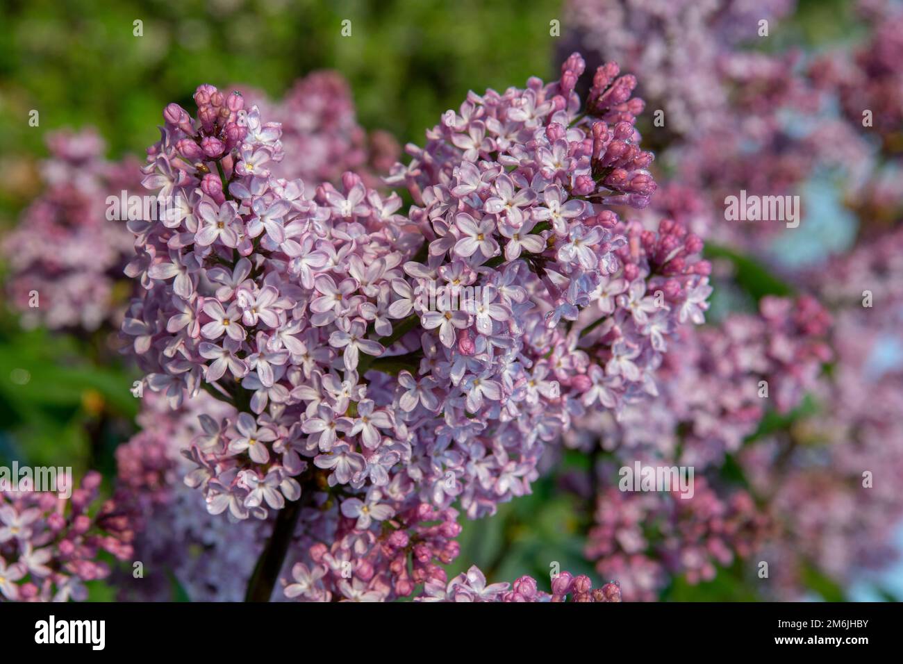 Common purple lilac syringa vulgaris hi-res stock photography and ...