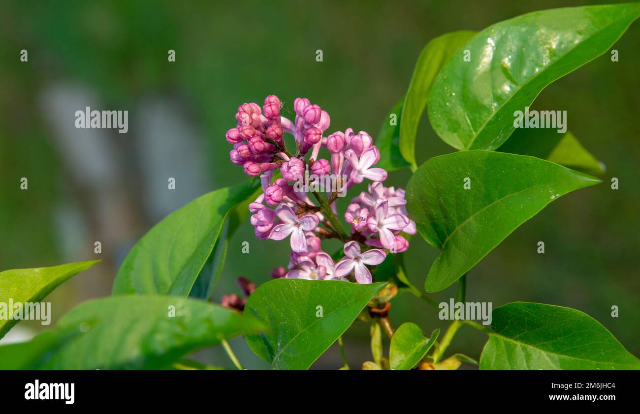 Common purple lilac syringa vulgaris hi-res stock photography and ...