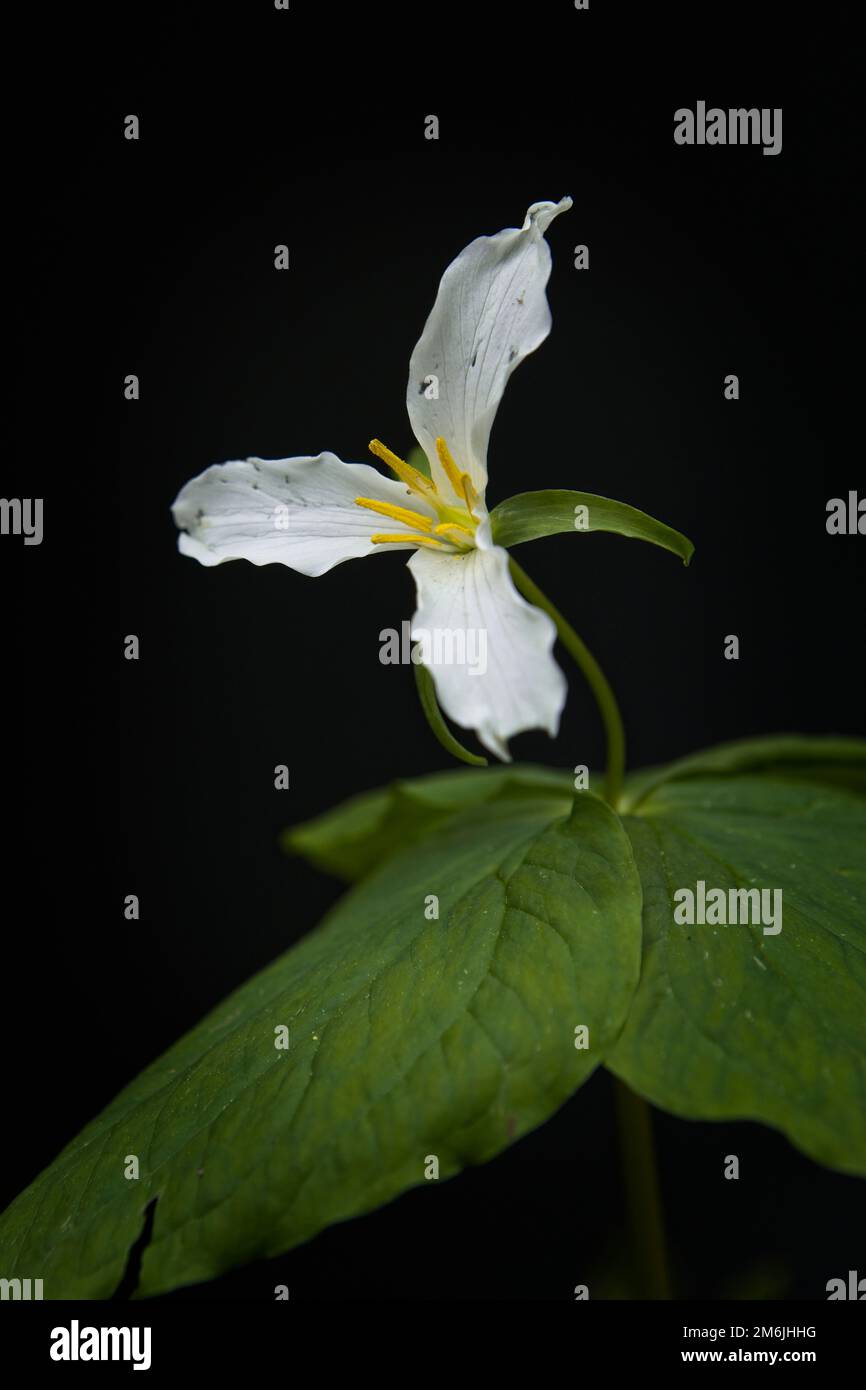 Trilium wildflower hi-res stock photography and images - Alamy