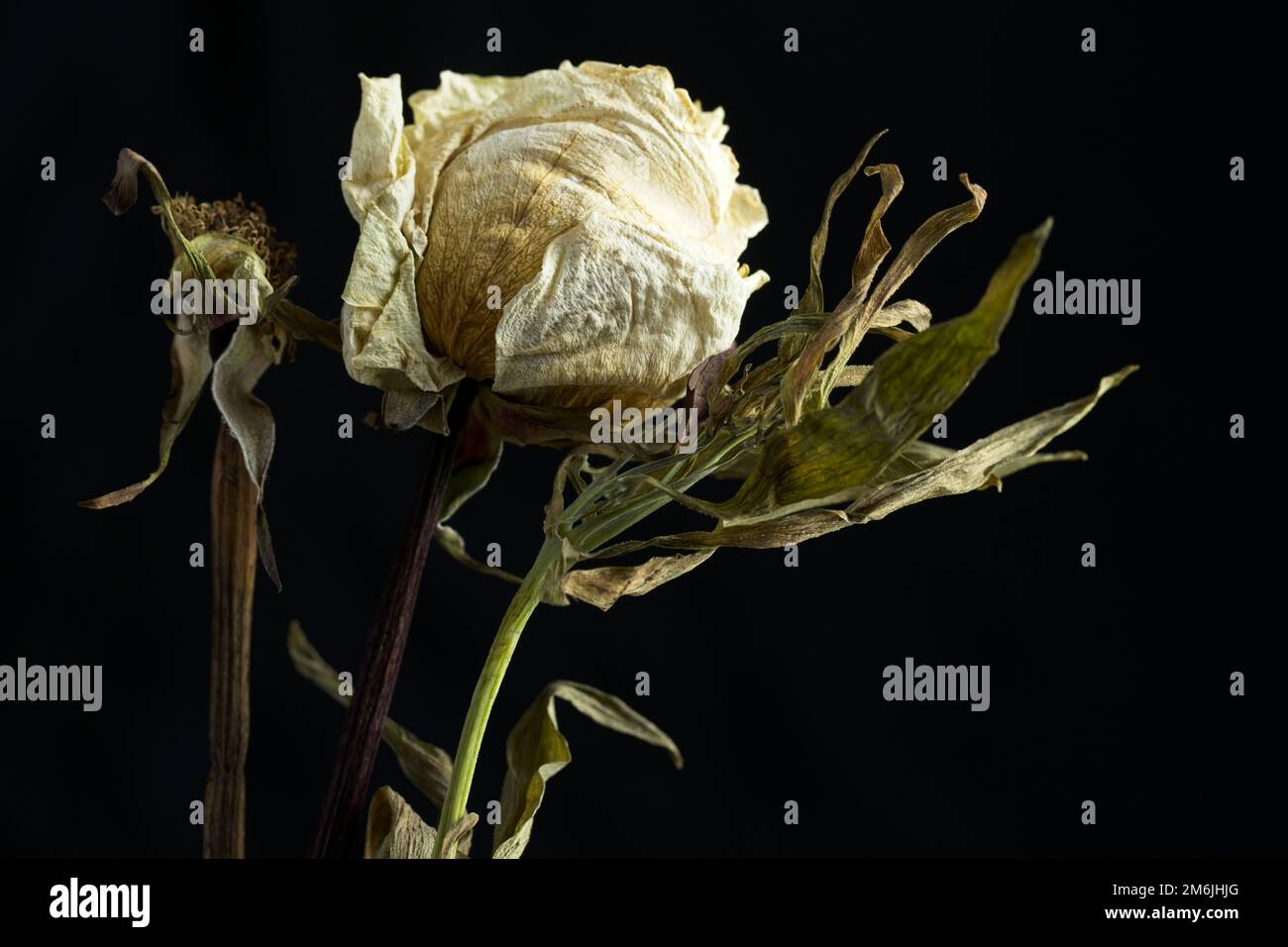 Dying flowers hi-res stock photography and images - Alamy