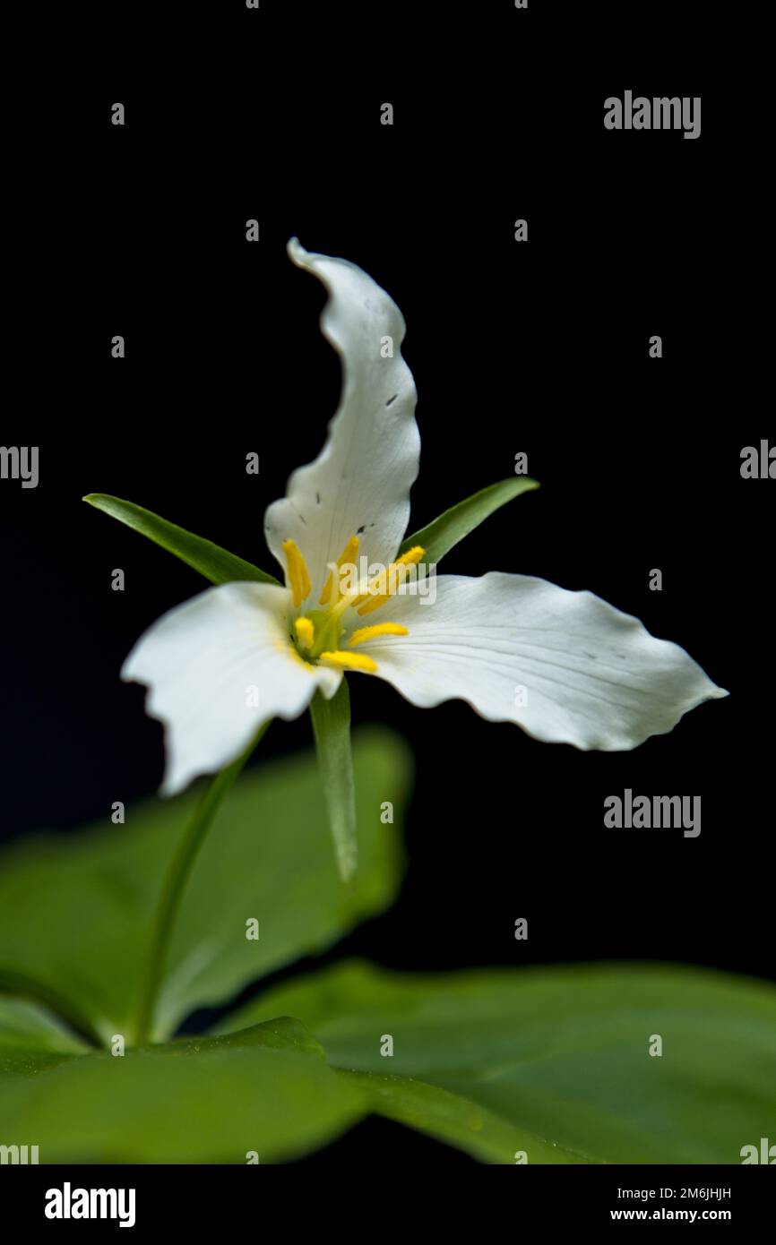 Closeup white trillium flower hi-res stock photography and images - Alamy