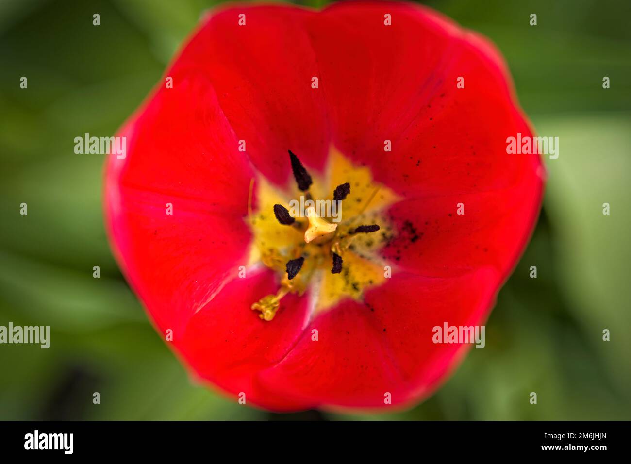 Botanic center bloom hi-res stock photography and images - Alamy