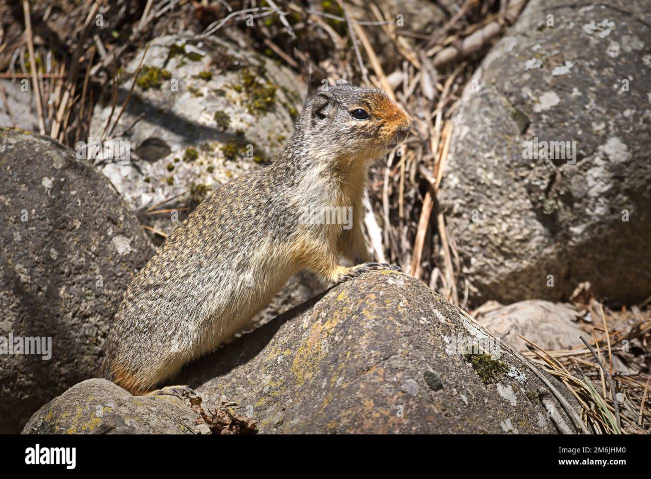 Columbian ground squirrels spermophilus columbianus hi-res stock ...