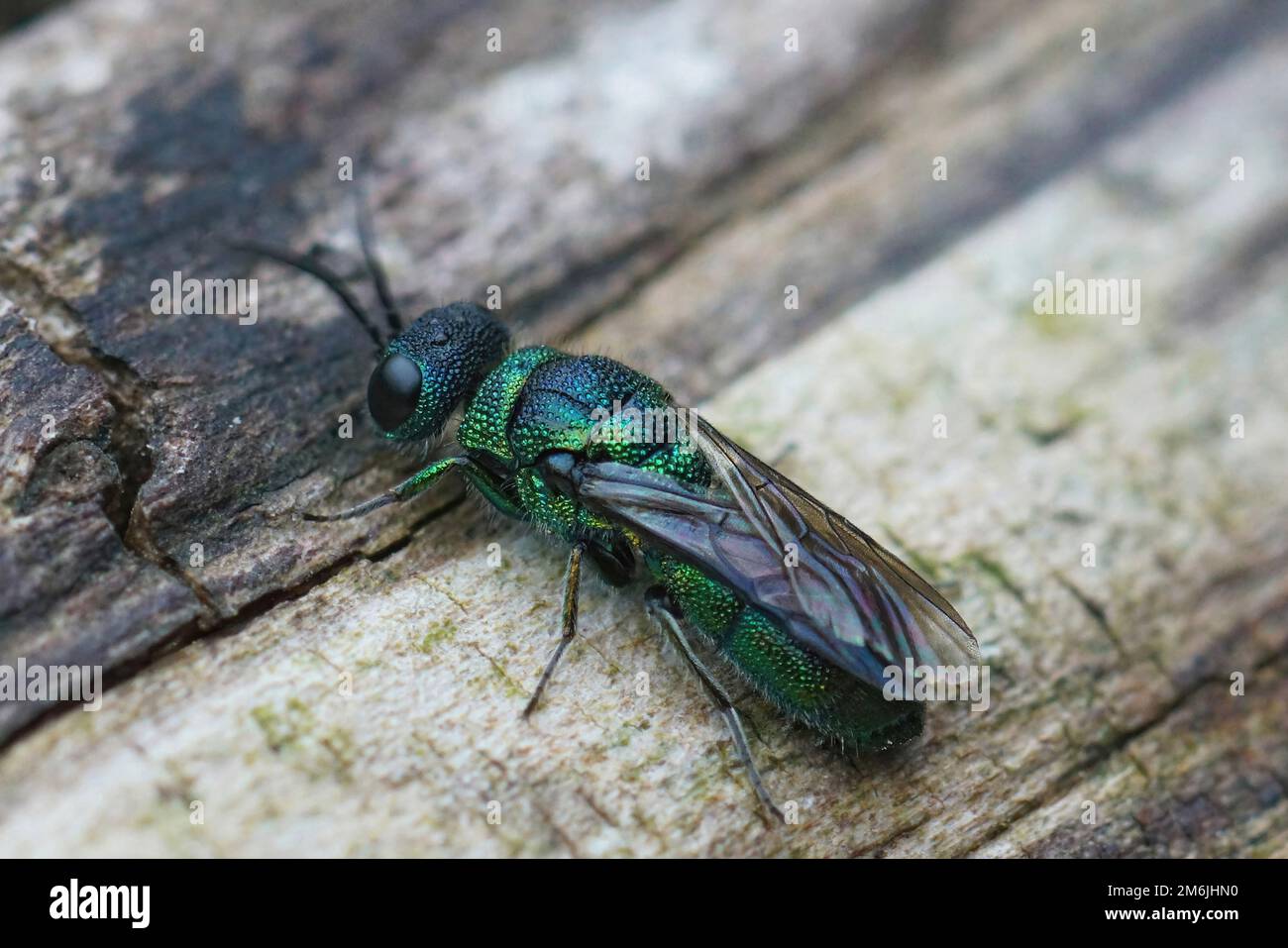Detailed closeup on a beautiful mettalic green cuckoo jewel wasp ...