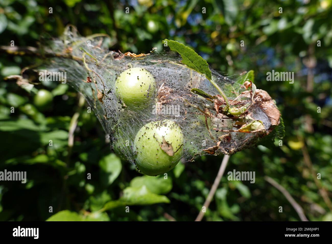 Web of a plum web moth (Yponomeuta padella) on a mirabelle plum tree ...
