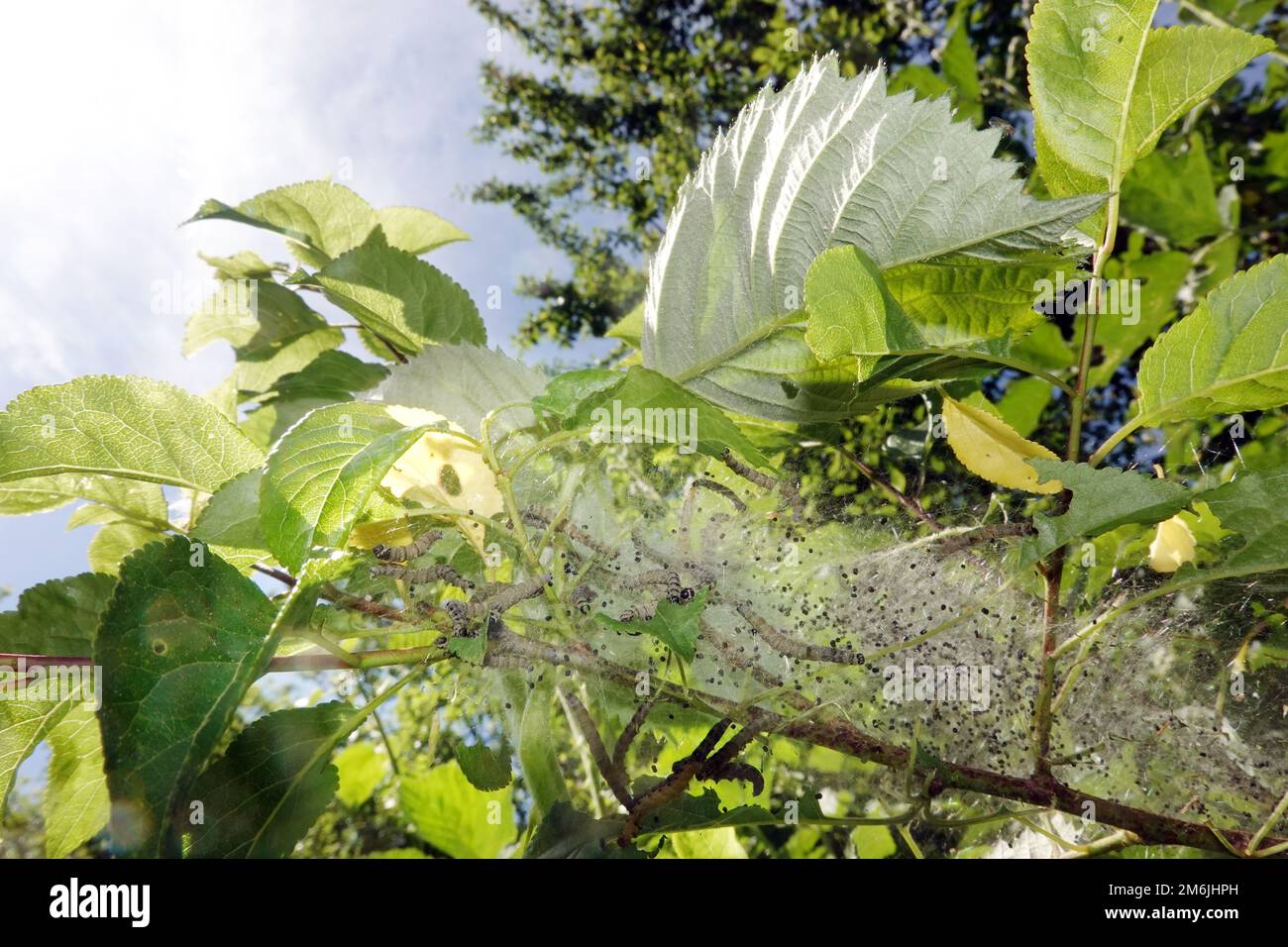 Web of a plum web moth (Yponomeuta padella) on a mirabelle plum tree ...