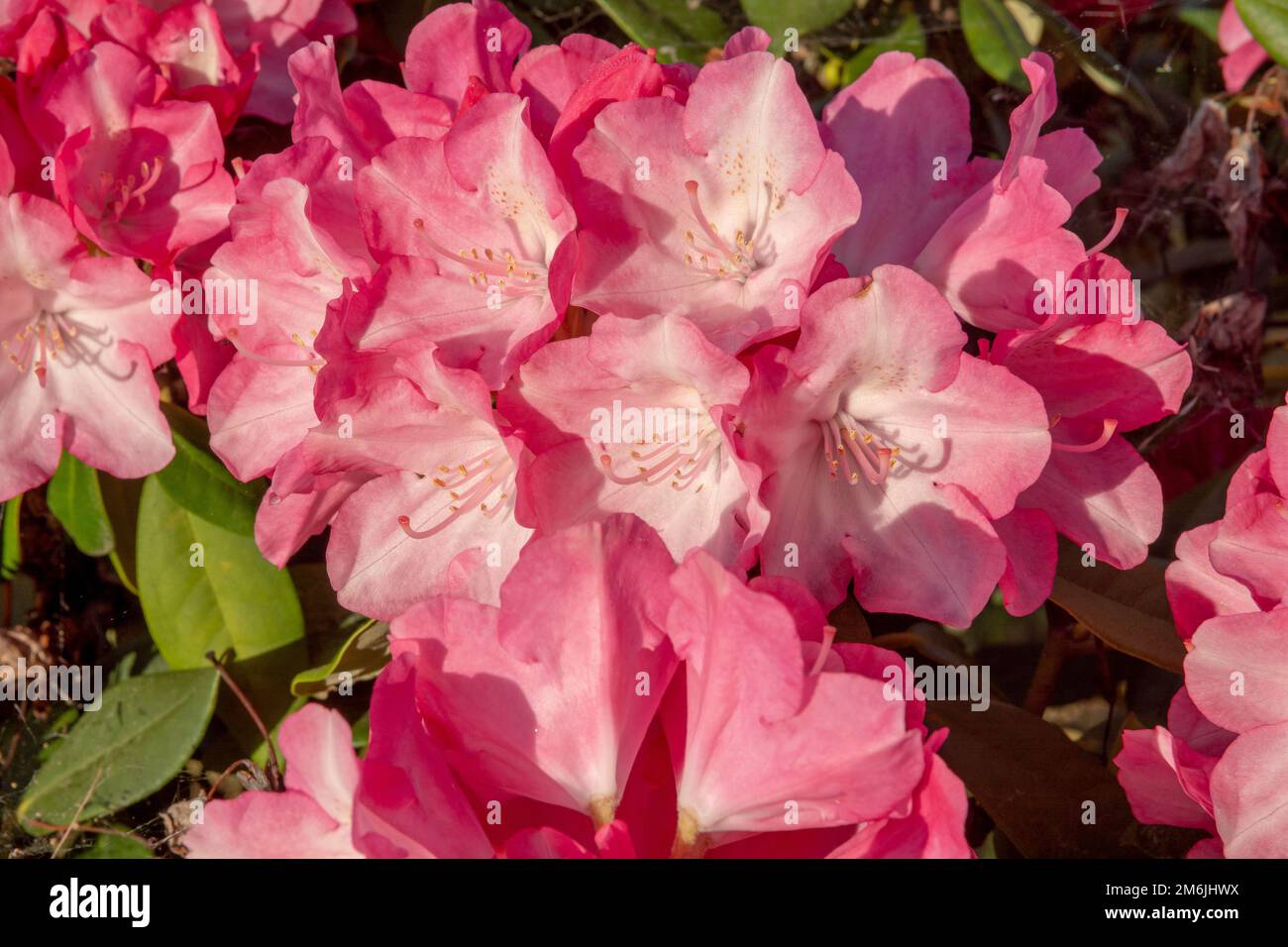 Blooming red rhododendron flowers in the garden. Close up. Detail ...