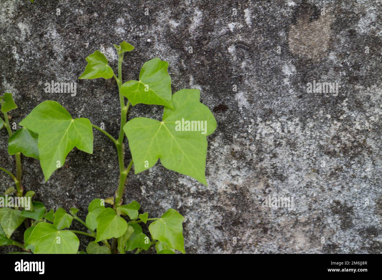 Climbing ivy on an old wall in the countryside, Italy Stock Photo - Alamy