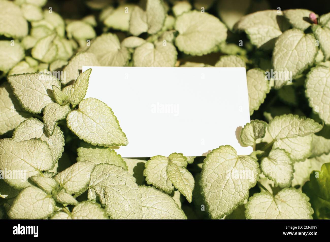 Flat card on leaves outside for web background design. White isolated ...