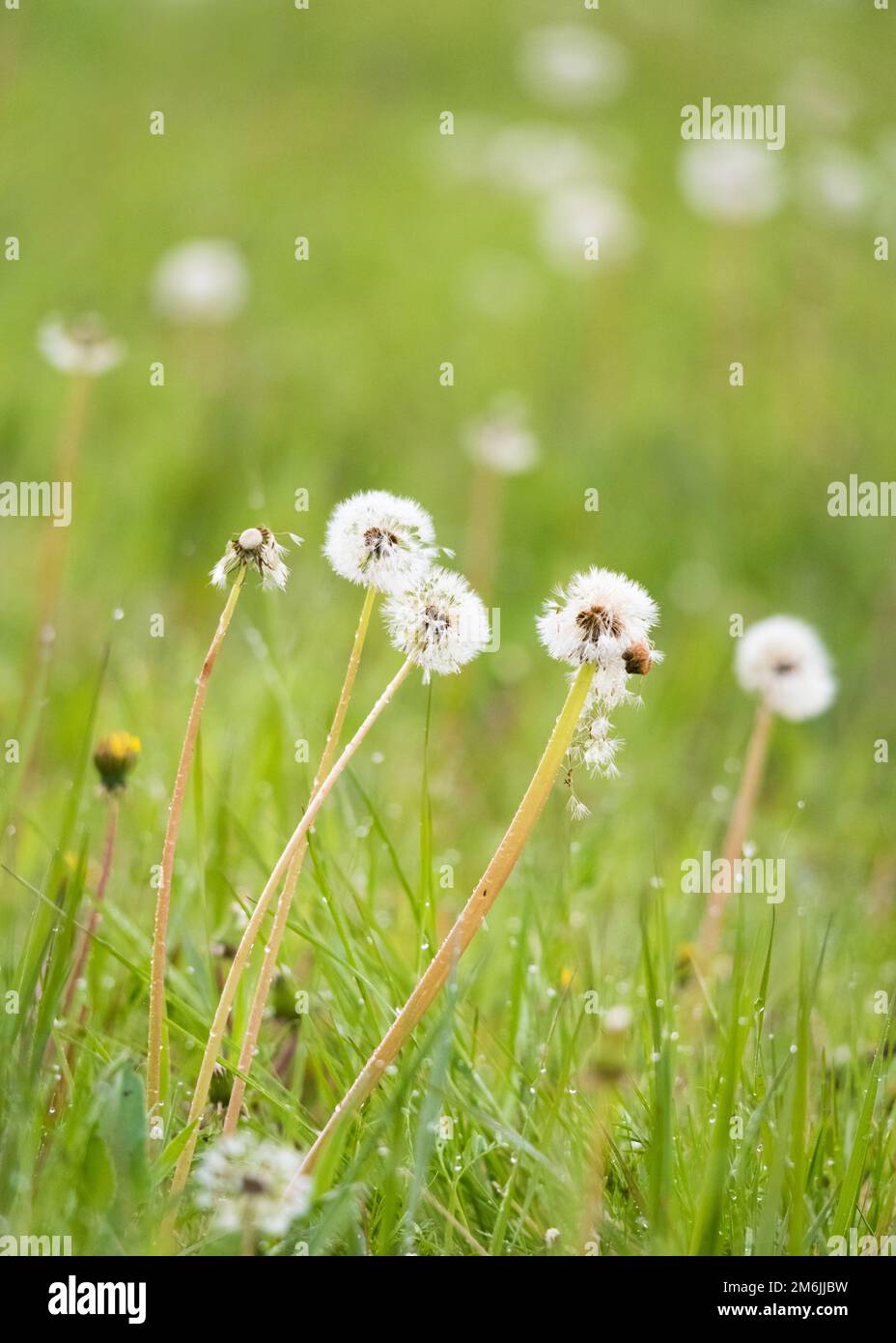 Meadow blooming dandelions forest hi-res stock photography and images ...