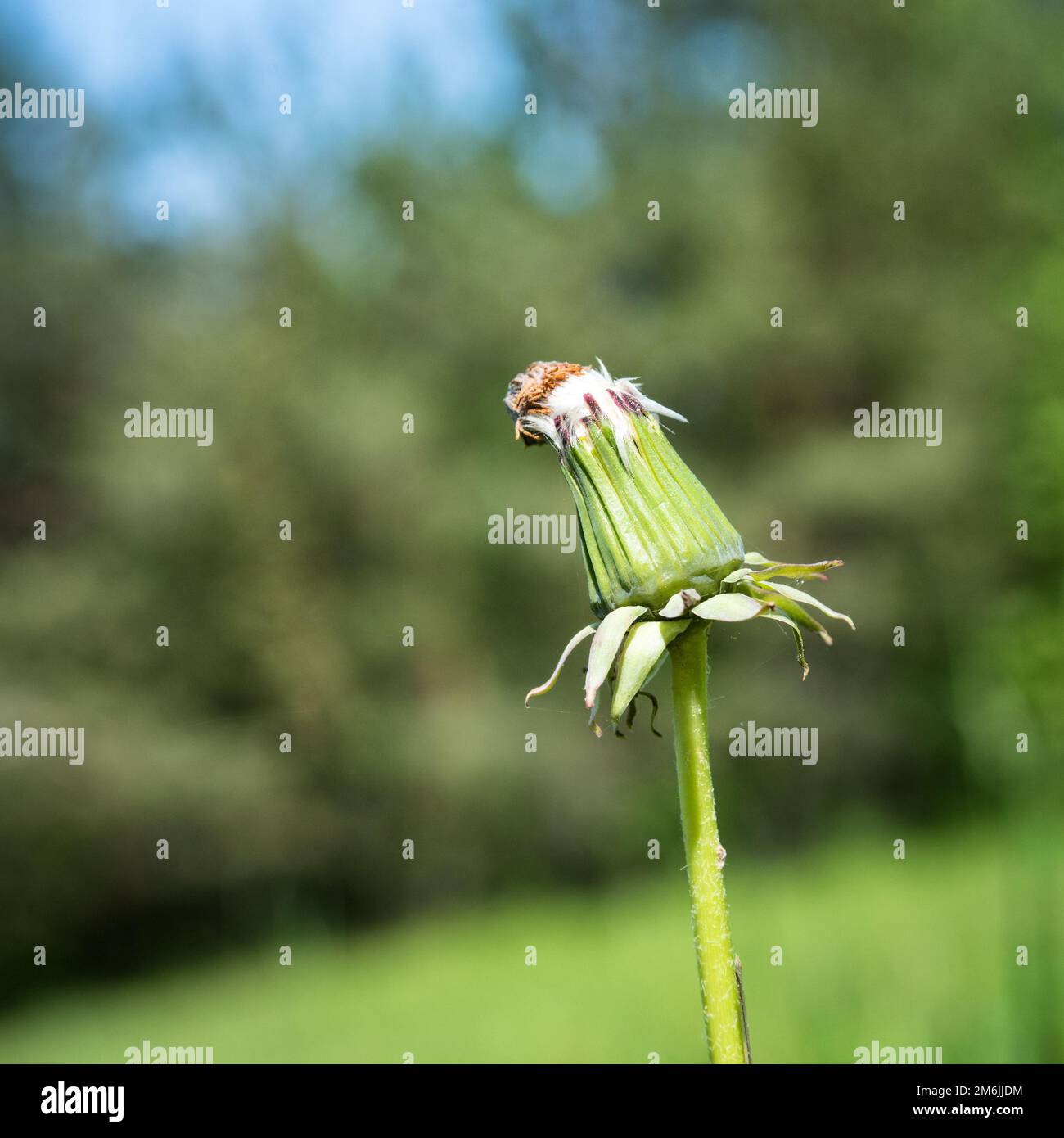 White dandelion bud Stock Photo - Alamy