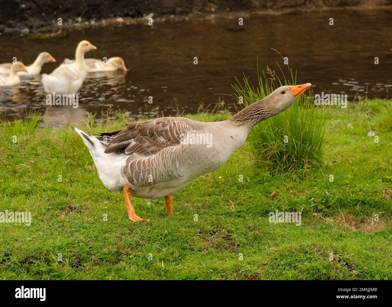 Great gray goose hisses to protect goslings Stock Photo - Alamy