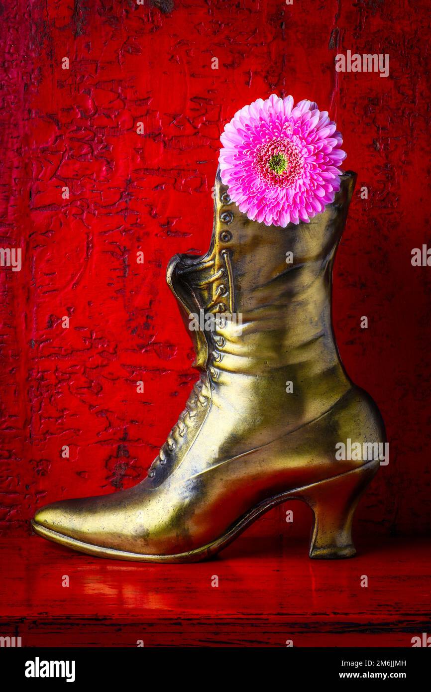 Brass Boot With Pink Gerbera Daisy Stock Photo - Alamy
