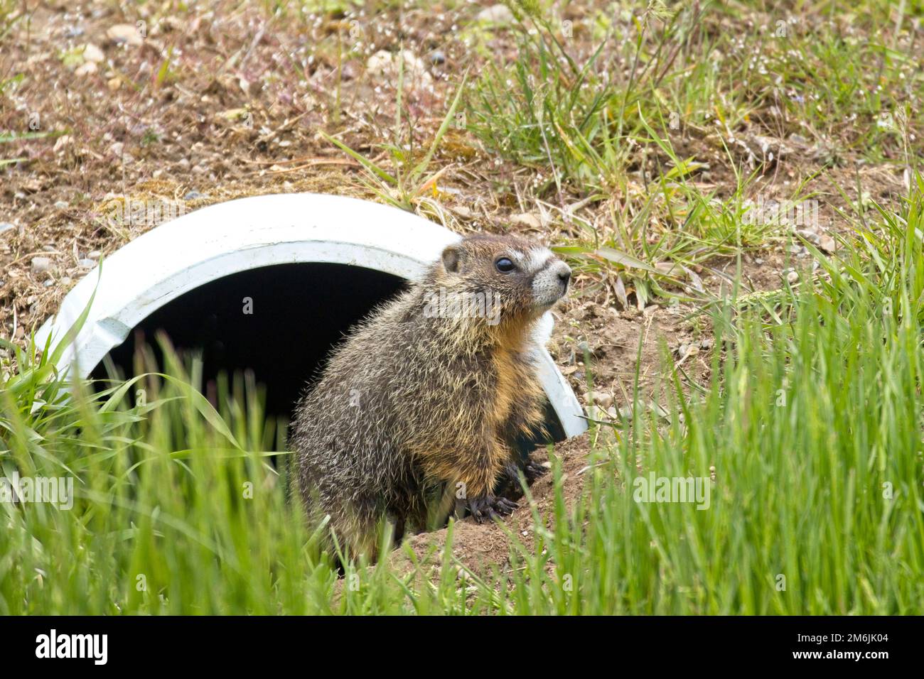 Gray marmot hi-res stock photography and images - Alamy