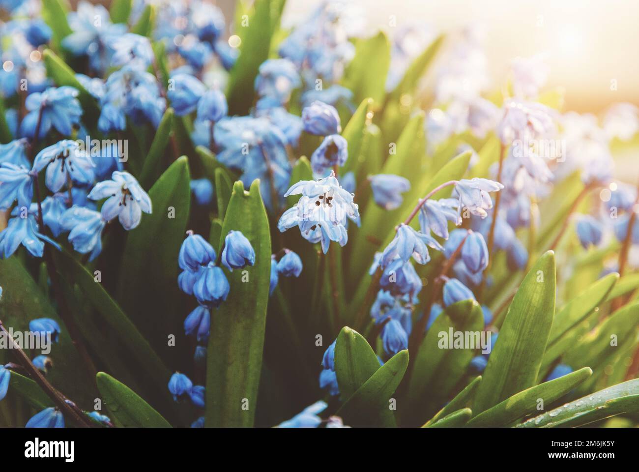 Spring flowers - blue scilla flowering in sunlight Stock Photo - Alamy