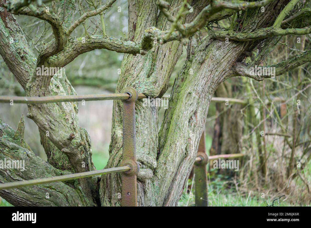 Tree growing around metal fence hi-res stock photography and images - Alamy