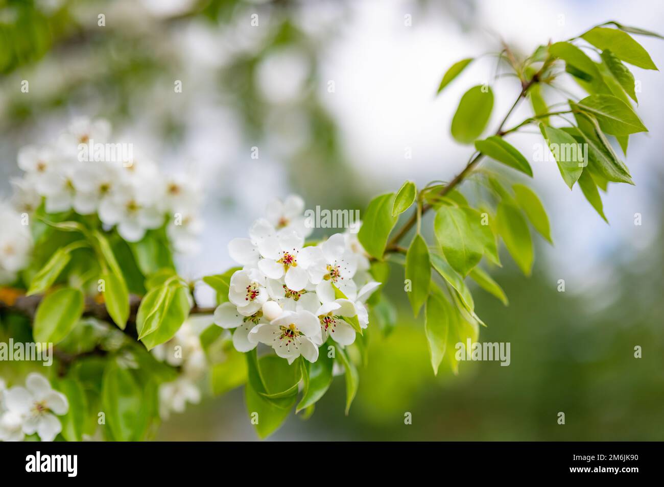 Flowering apple tree Stock Photo - Alamy