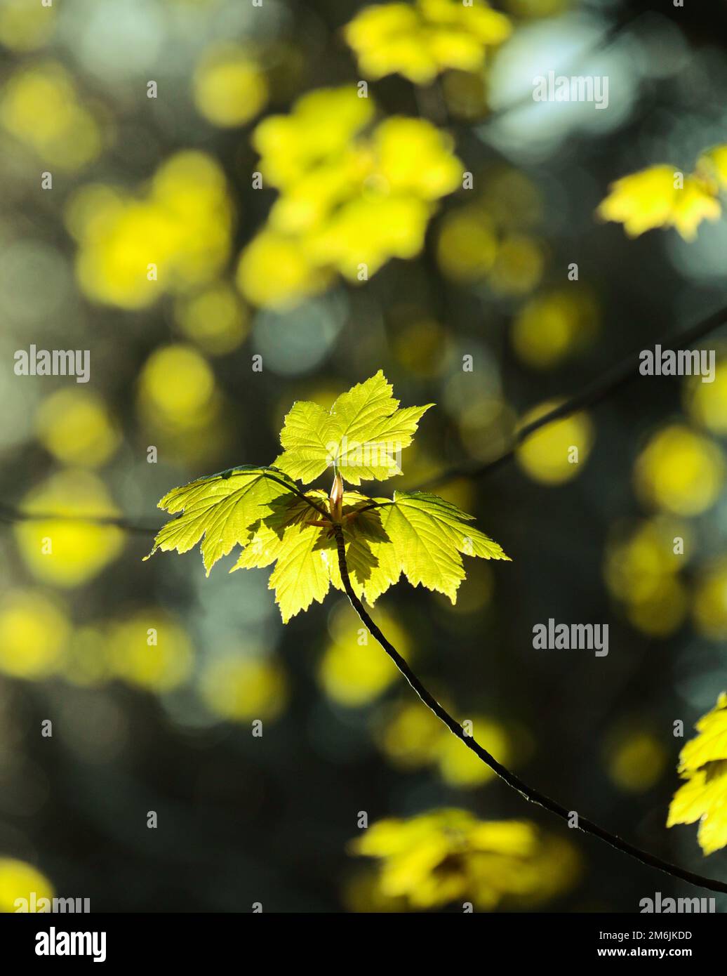 Sunlit leaves hi-res stock photography and images - Alamy