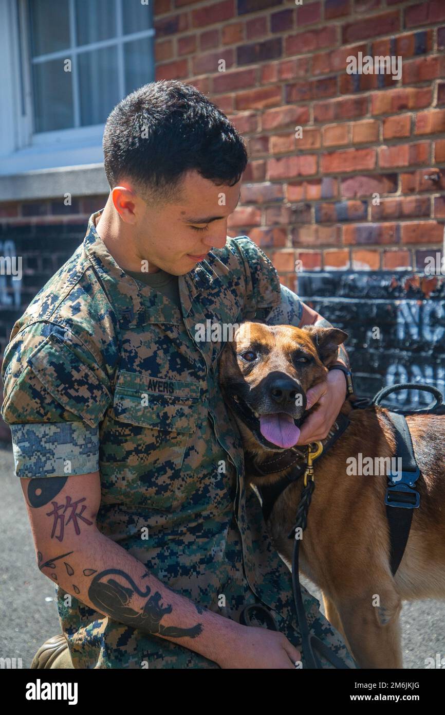 U.S. Marine Corps Cpl. Mason Avers, military working dog handler ...