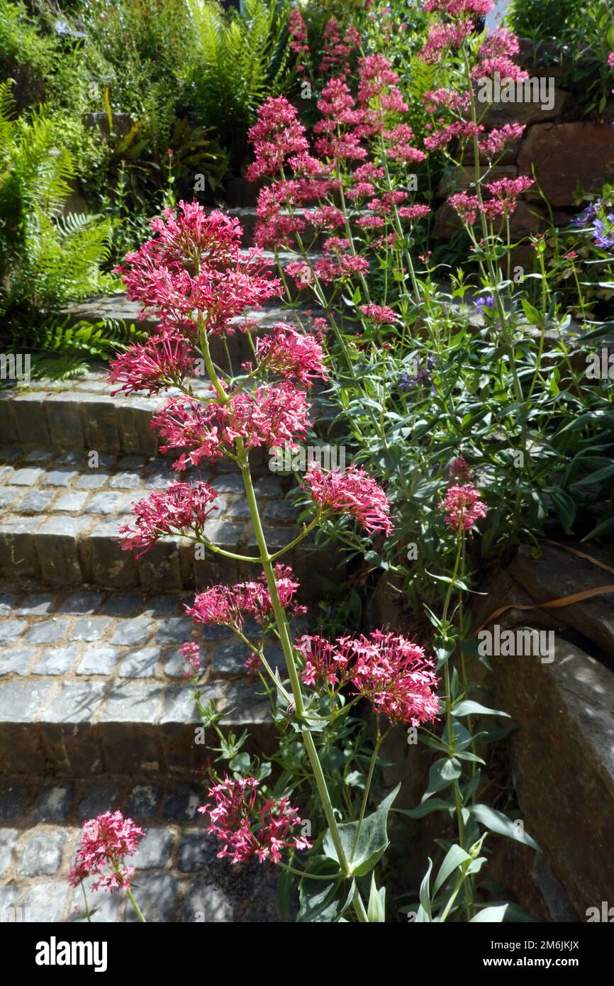 Red spurge - Centranthus ruber, flowering plant in the natural garden ...