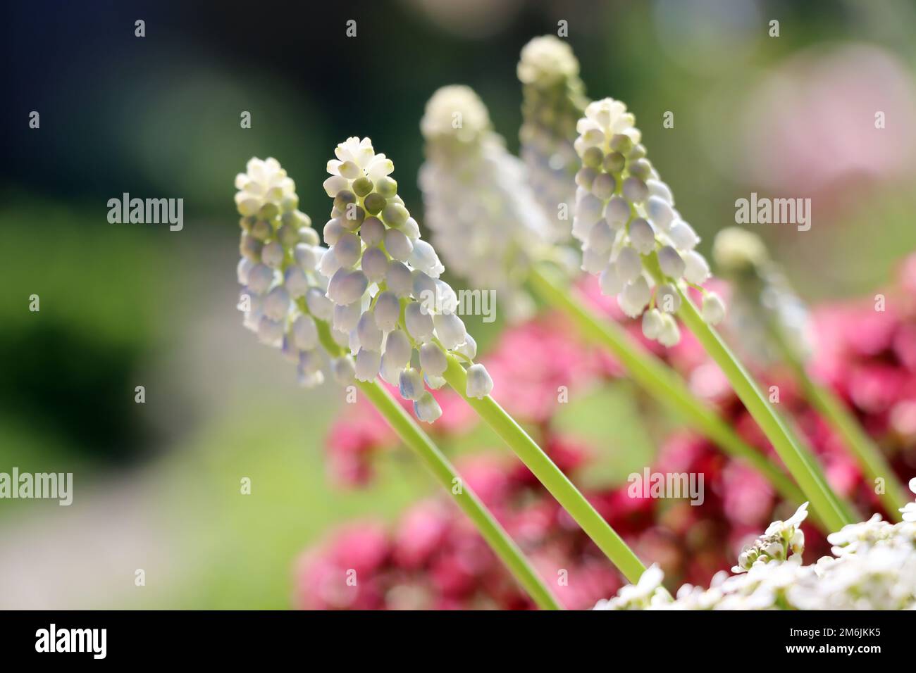 Grape hyacinth (Muscari sp.) hybrid Stock Photo - Alamy