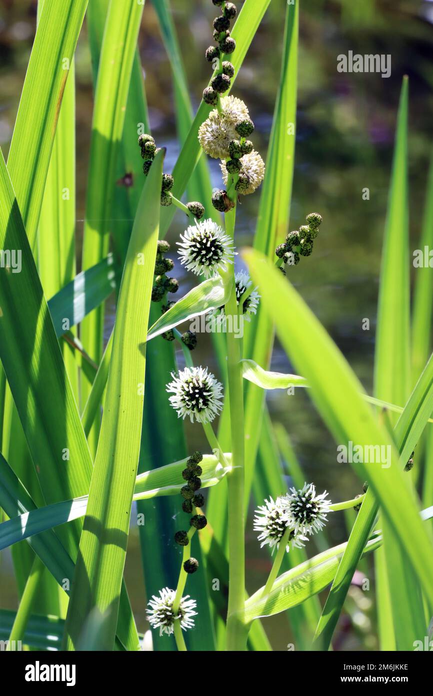 Branched hedgehog (Sparganium erectum) - flowering plant in the garden ...
