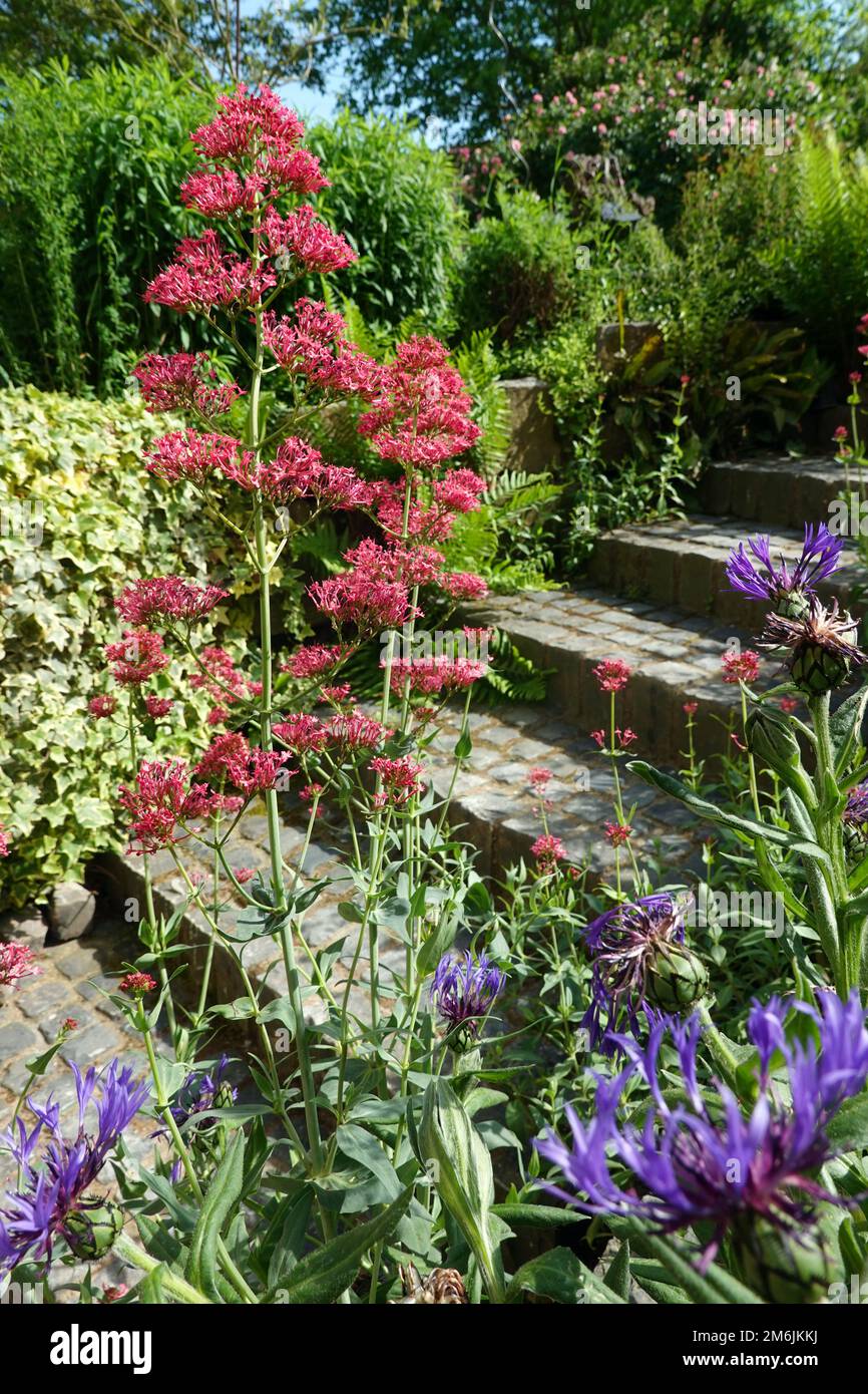Red spurge - Centranthus ruber, flowering plant in the natural garden ...