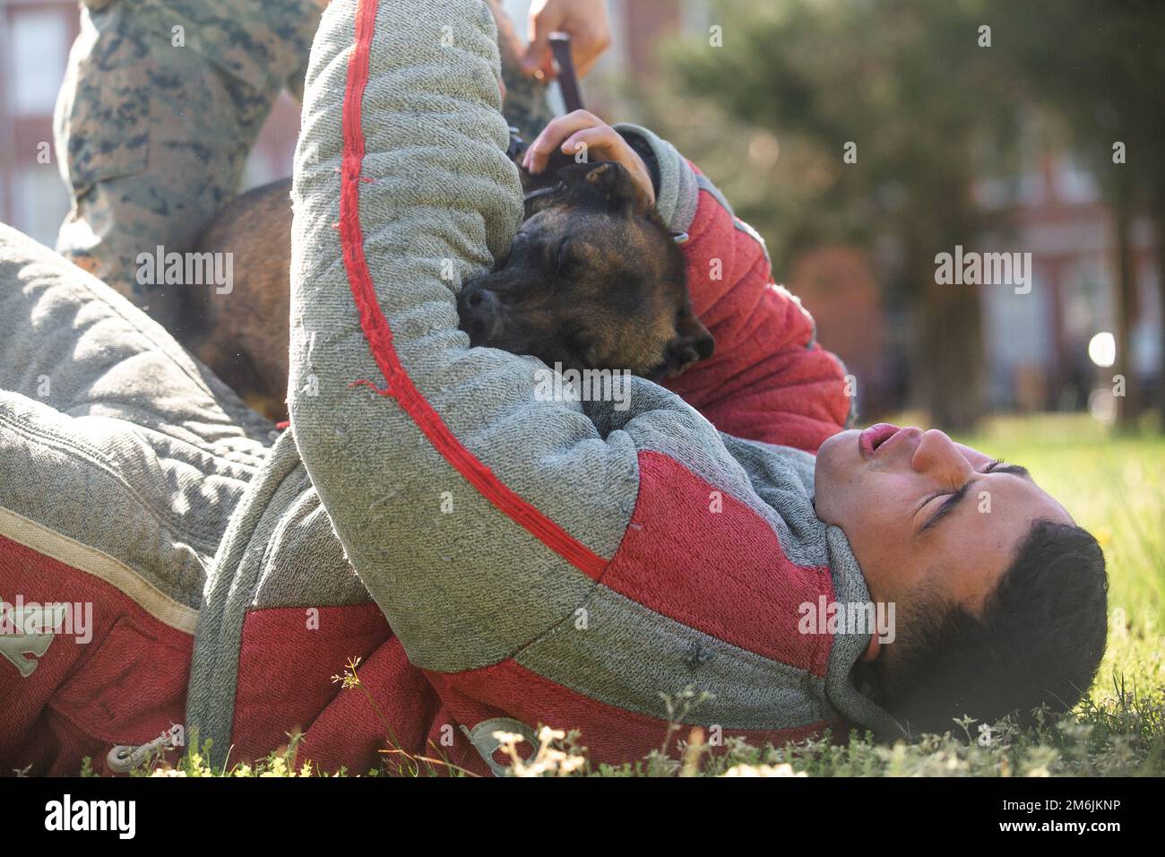 Usmc mwd hi-res stock photography and images - Alamy