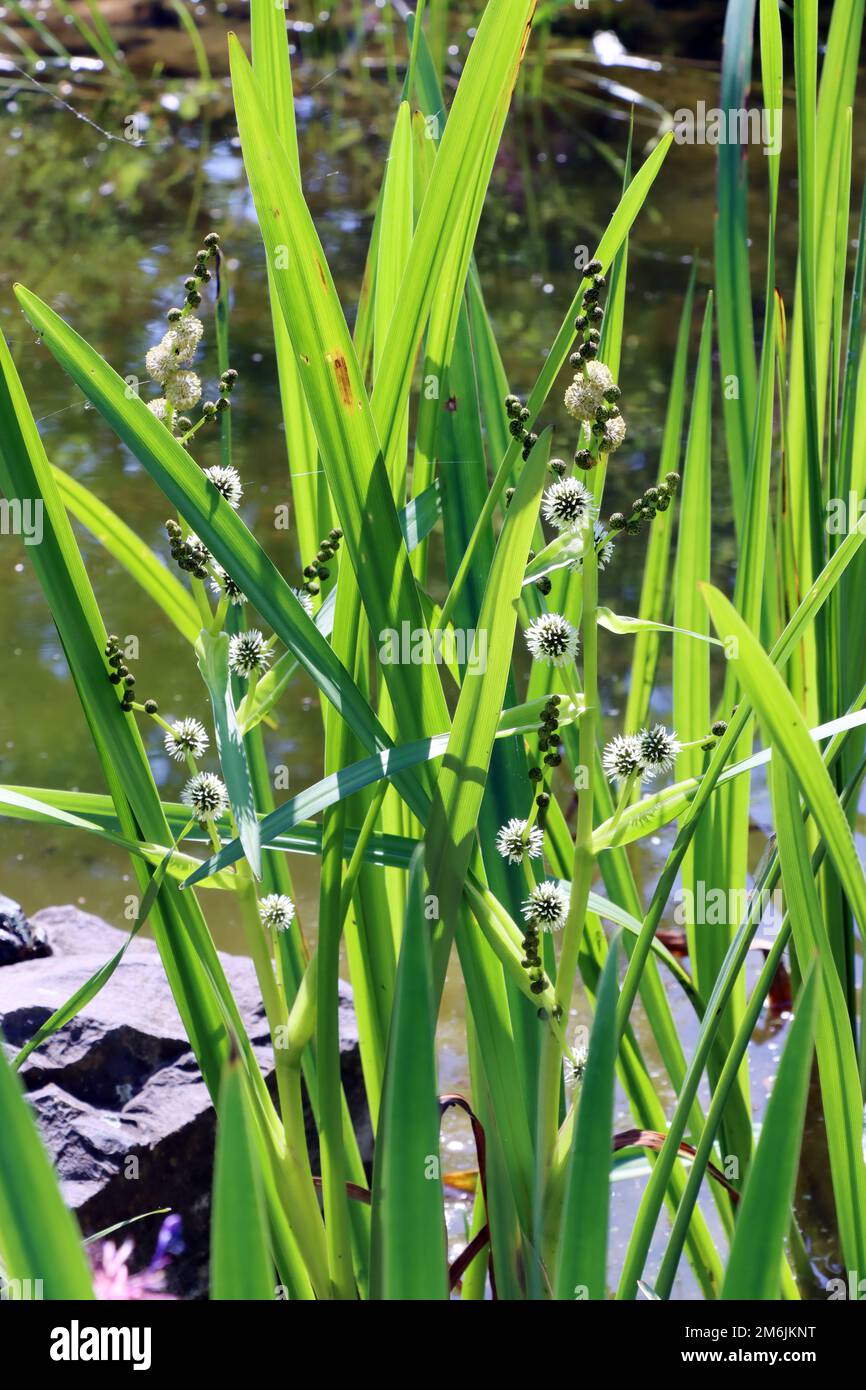 Branched hedgehog (Sparganium erectum) - flowering plant in the garden ...