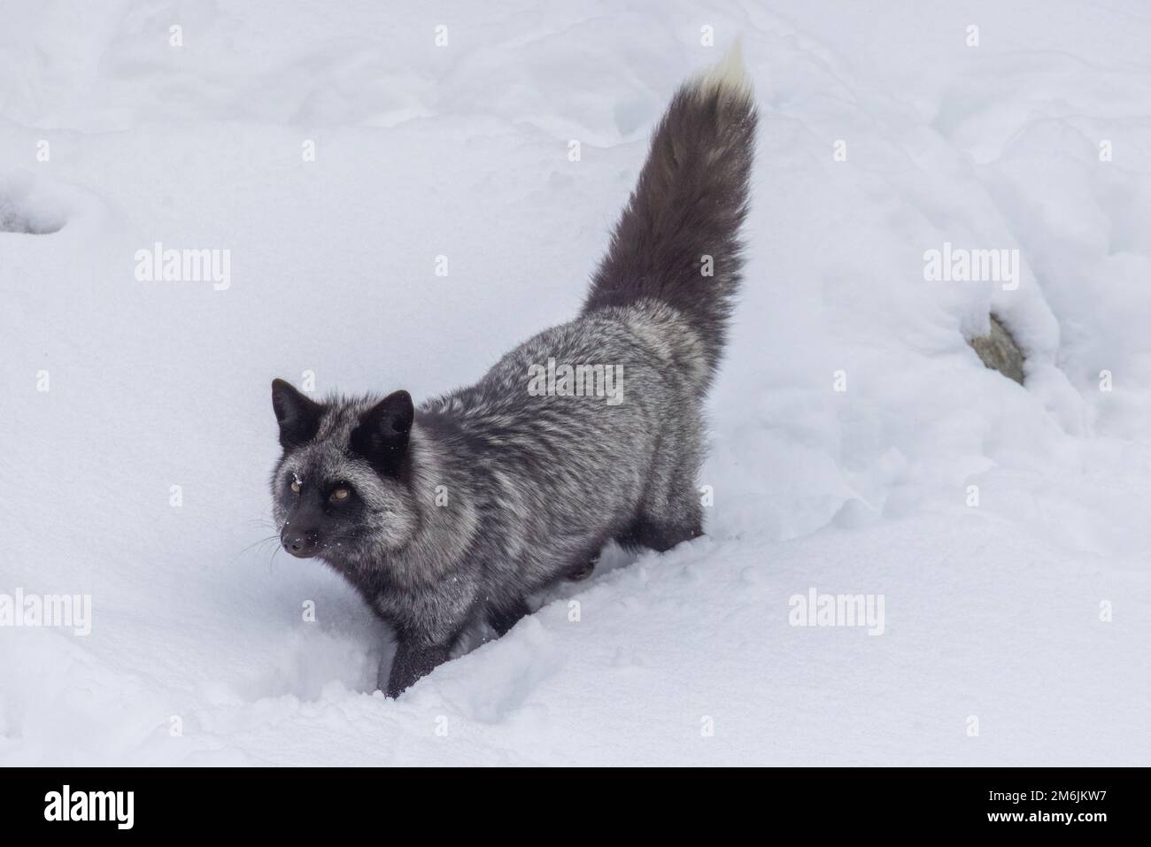 silver fox, melanistic form of the red fox (Vulpes vulpes) in winter ...