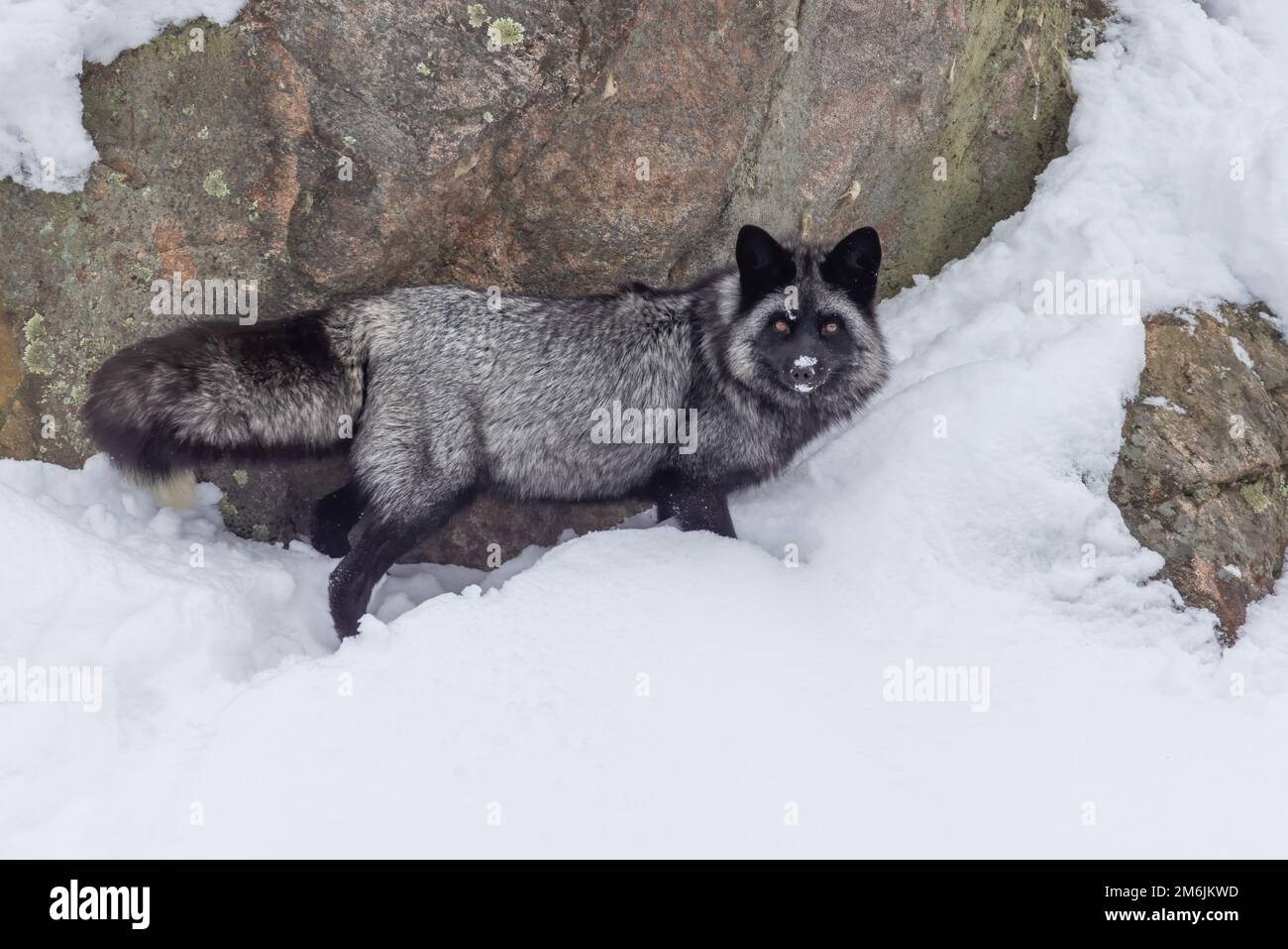 silver fox, melanistic form of the red fox (Vulpes vulpes) in winter ...