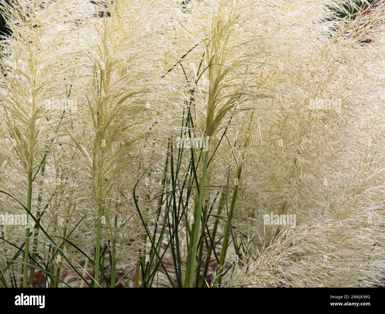White fronds England Stock Photo - Alamy