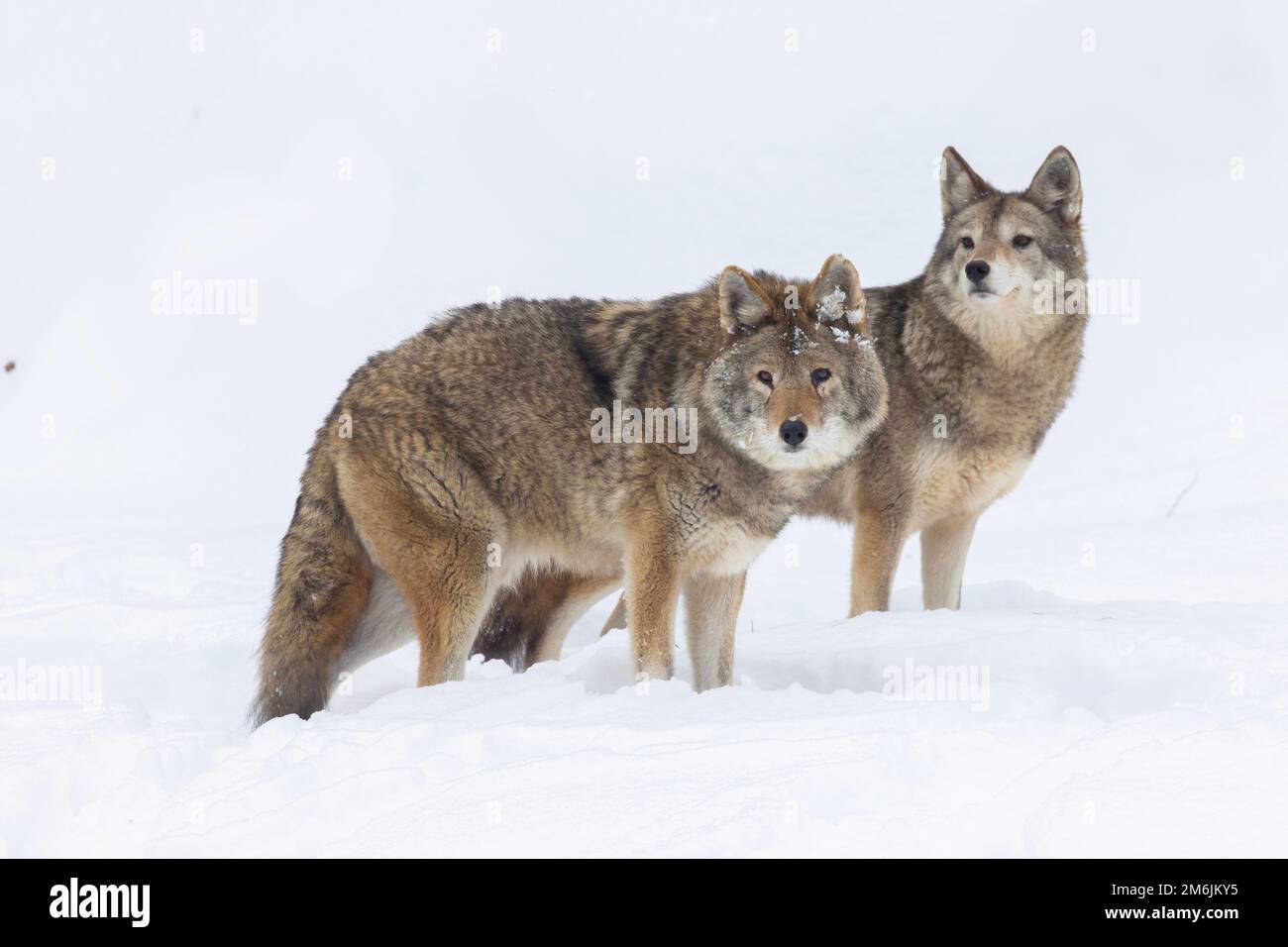 coyotes pair in Canadian winter Stock Photo - Alamy