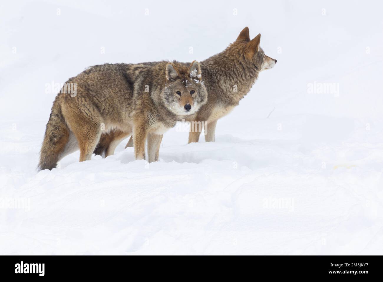 Coyotes in canadian park hi-res stock photography and images - Alamy
